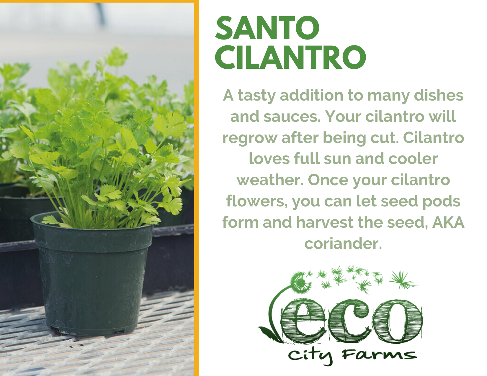 Seedling Sale at Earth Day Celebration – ECO City Farms