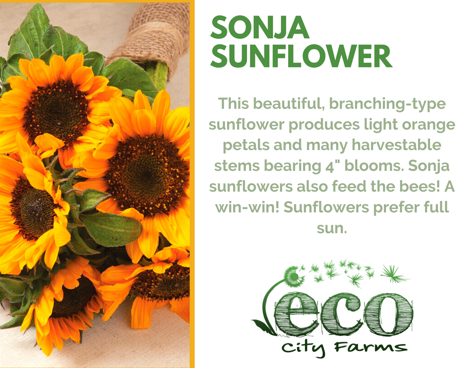 Seedling Sale at Earth Day Celebration – ECO City Farms